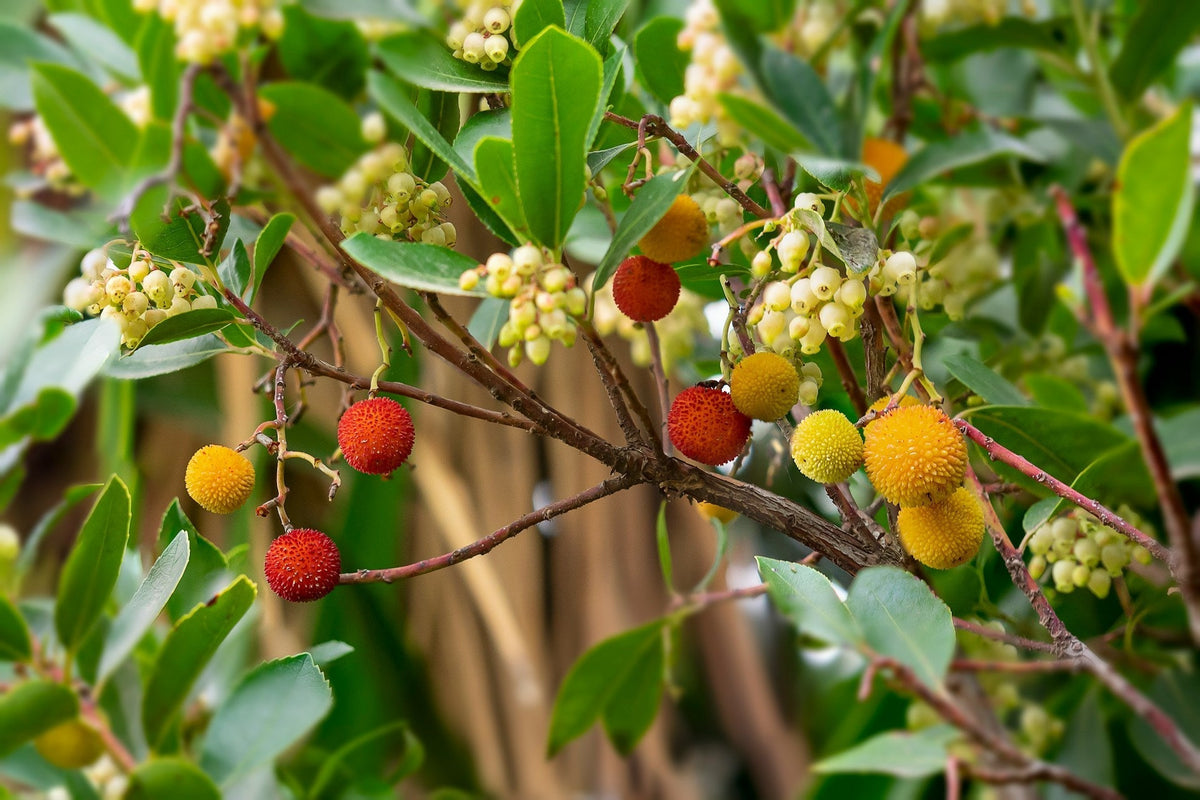 Arbutus Honey: The Bittersweet Jewel of the Mediterranean – BOTANA&TEA