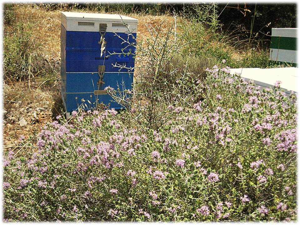 Oak Tree Honey, 480g, Chrisomelo Greek Honey – BOTANA&TEA